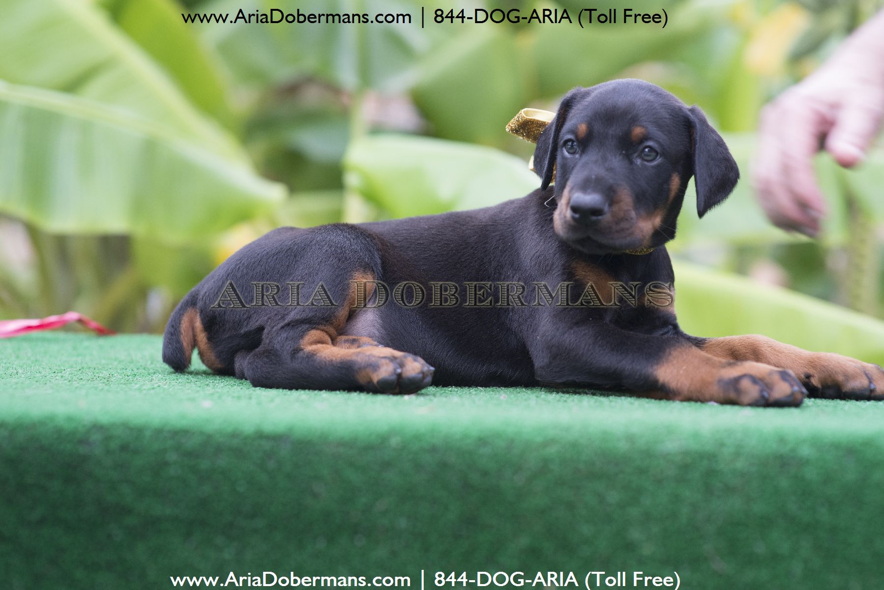 Are Dobermans Good Hunting Dogs