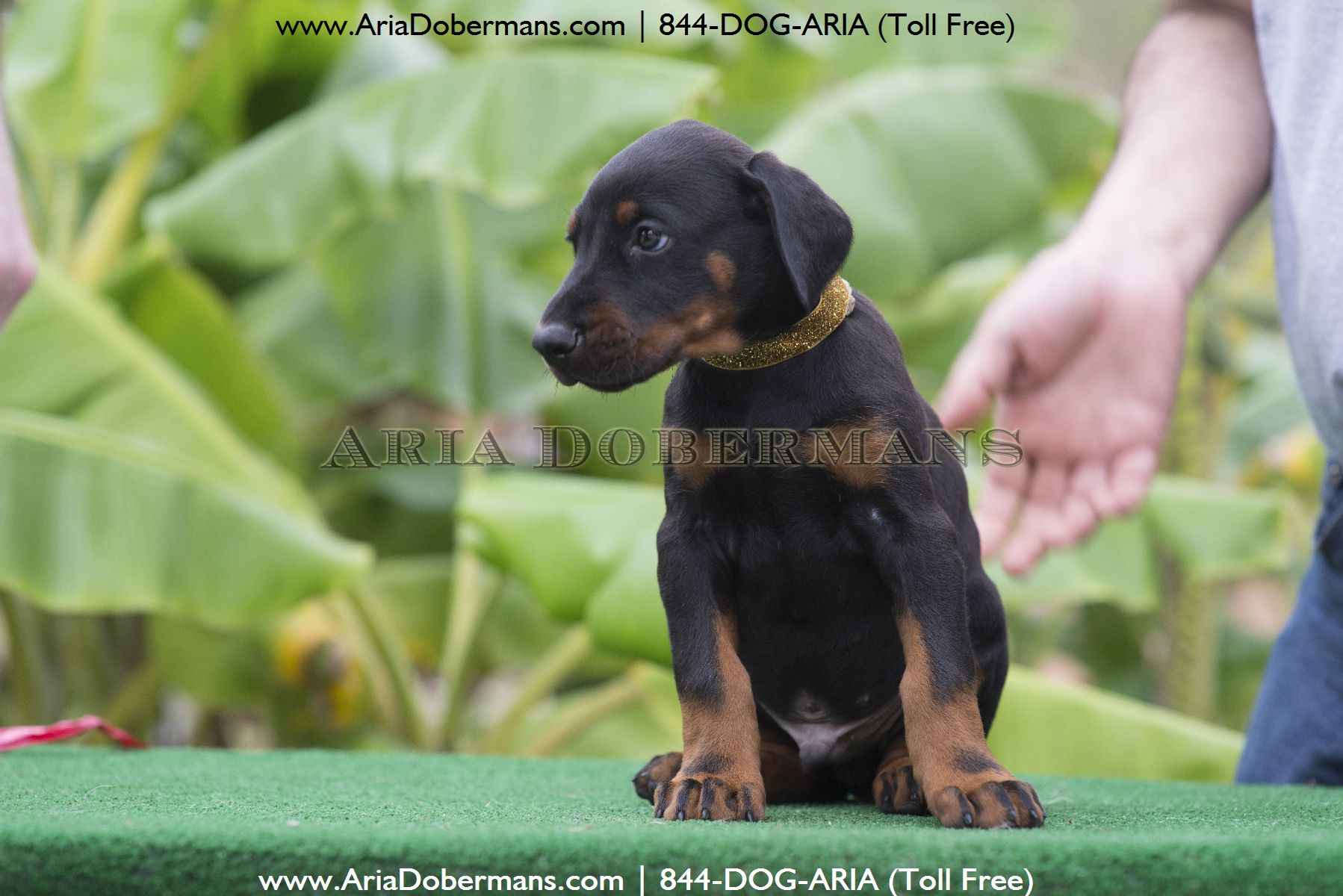 Dobermanpinscher