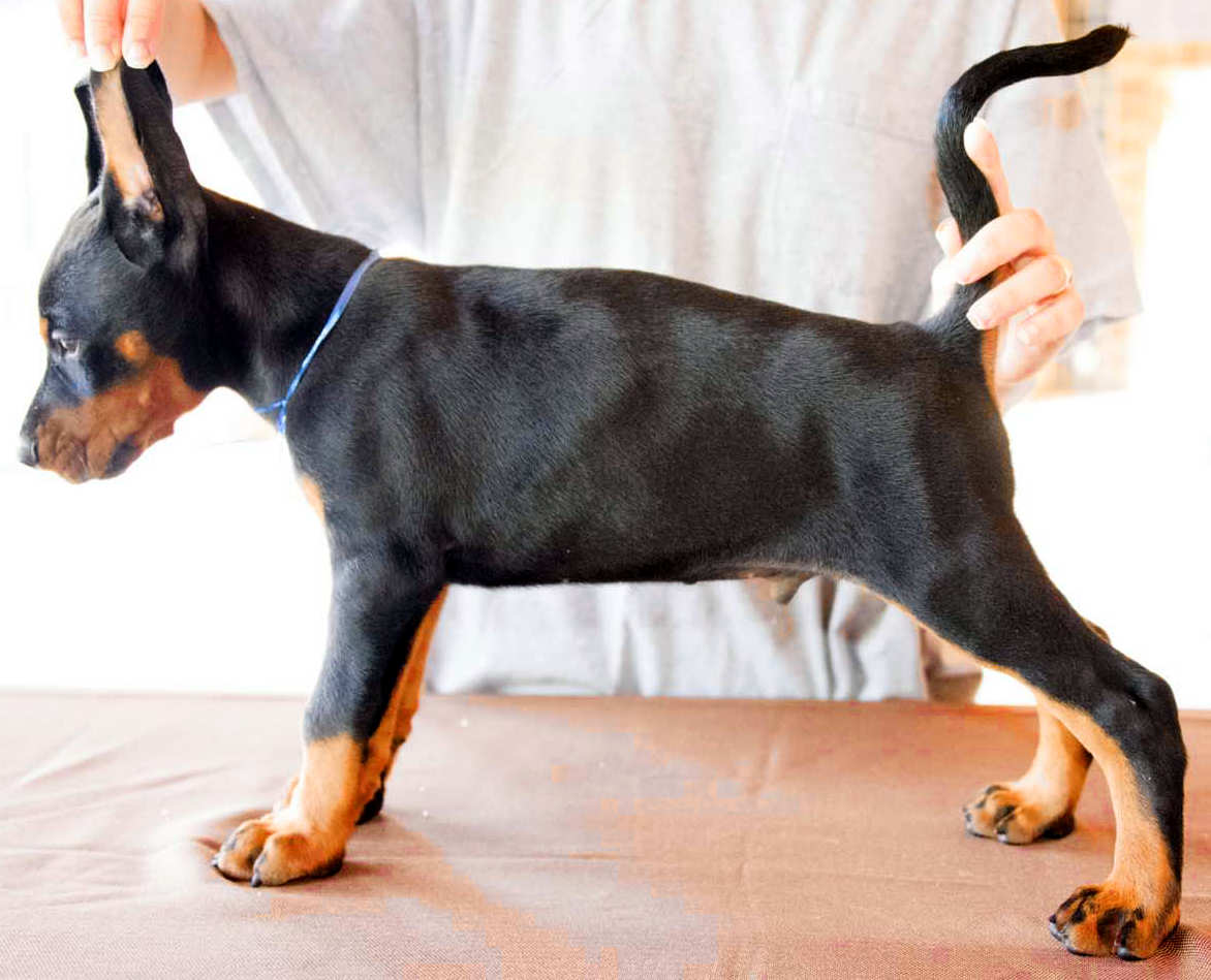 Male 3 D-Litter 2017