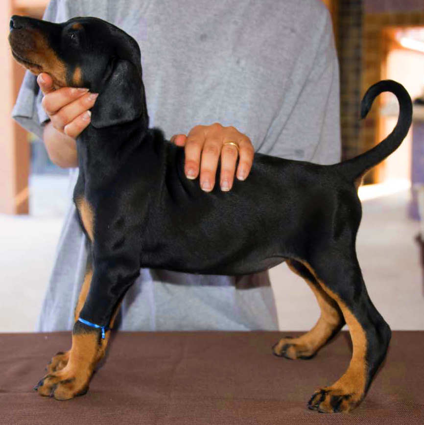 Male 3 D-Litter 2017