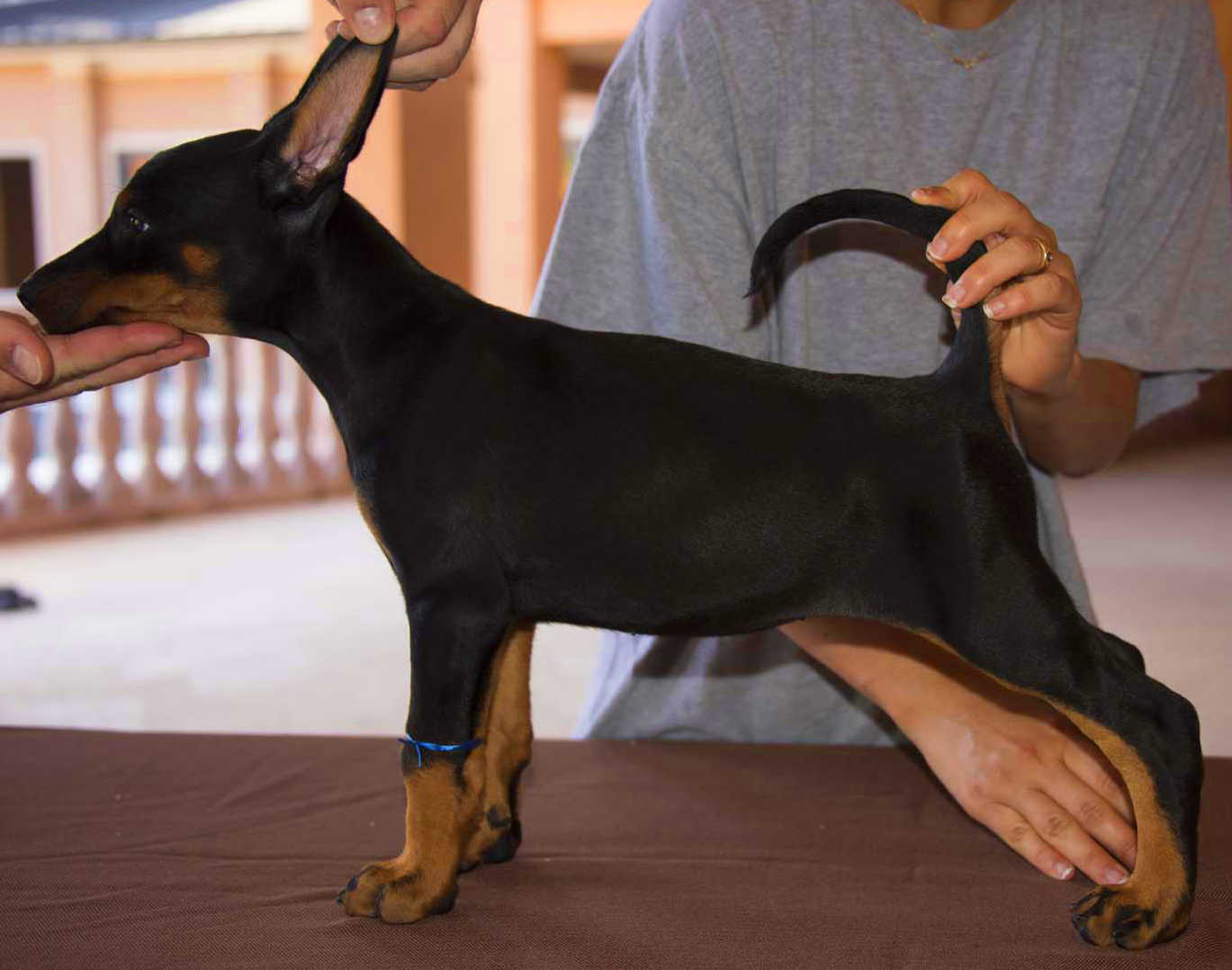 Male 3 D-Litter 2017