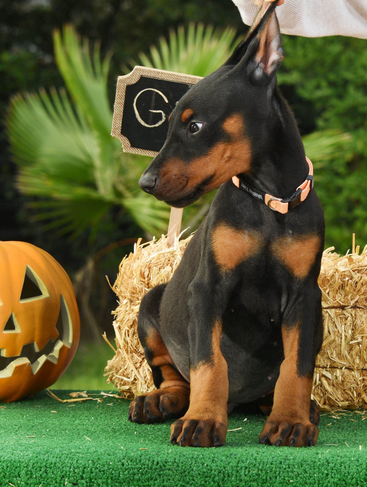 Female Puppies From Our G-Litter